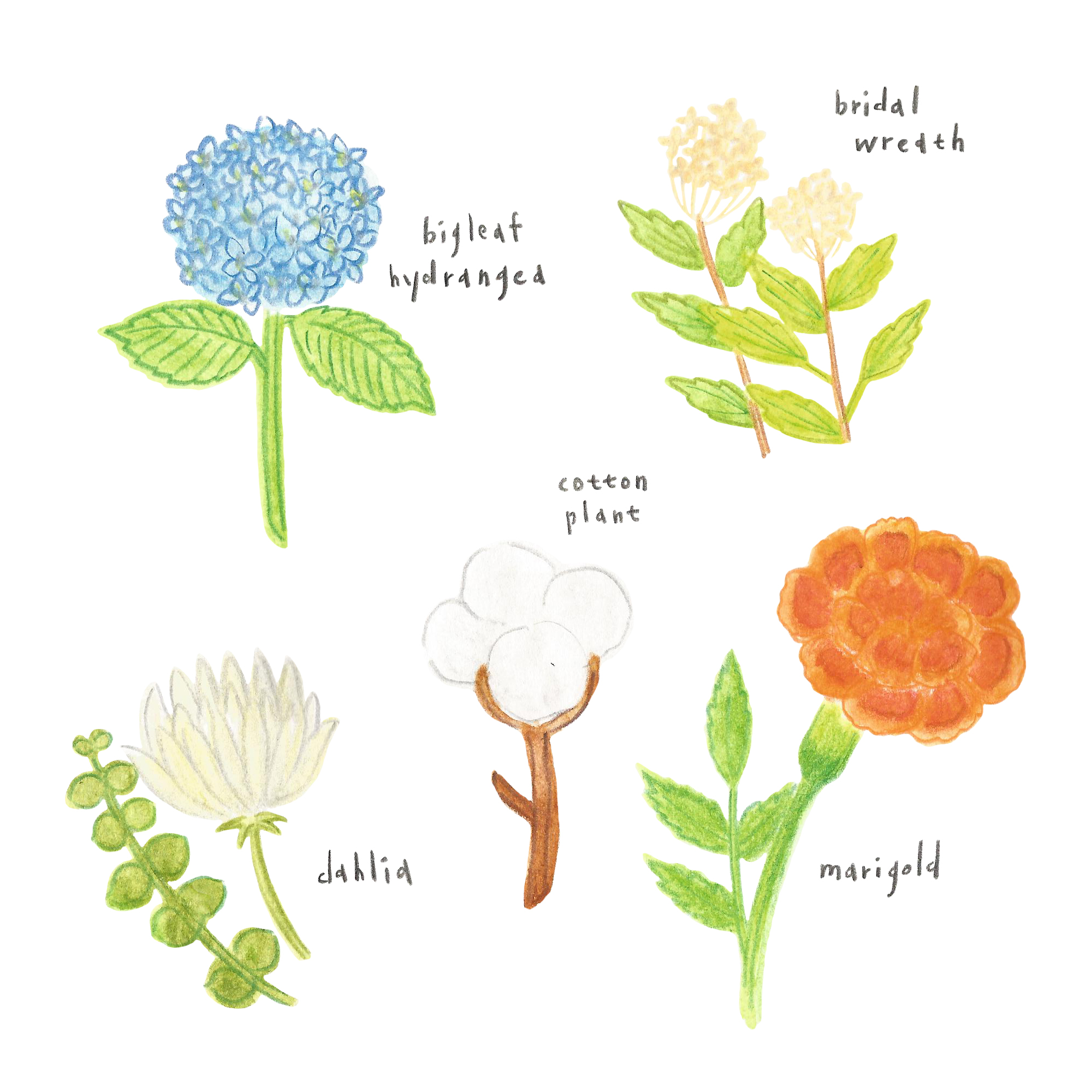 Creator's Playground: Grafolio