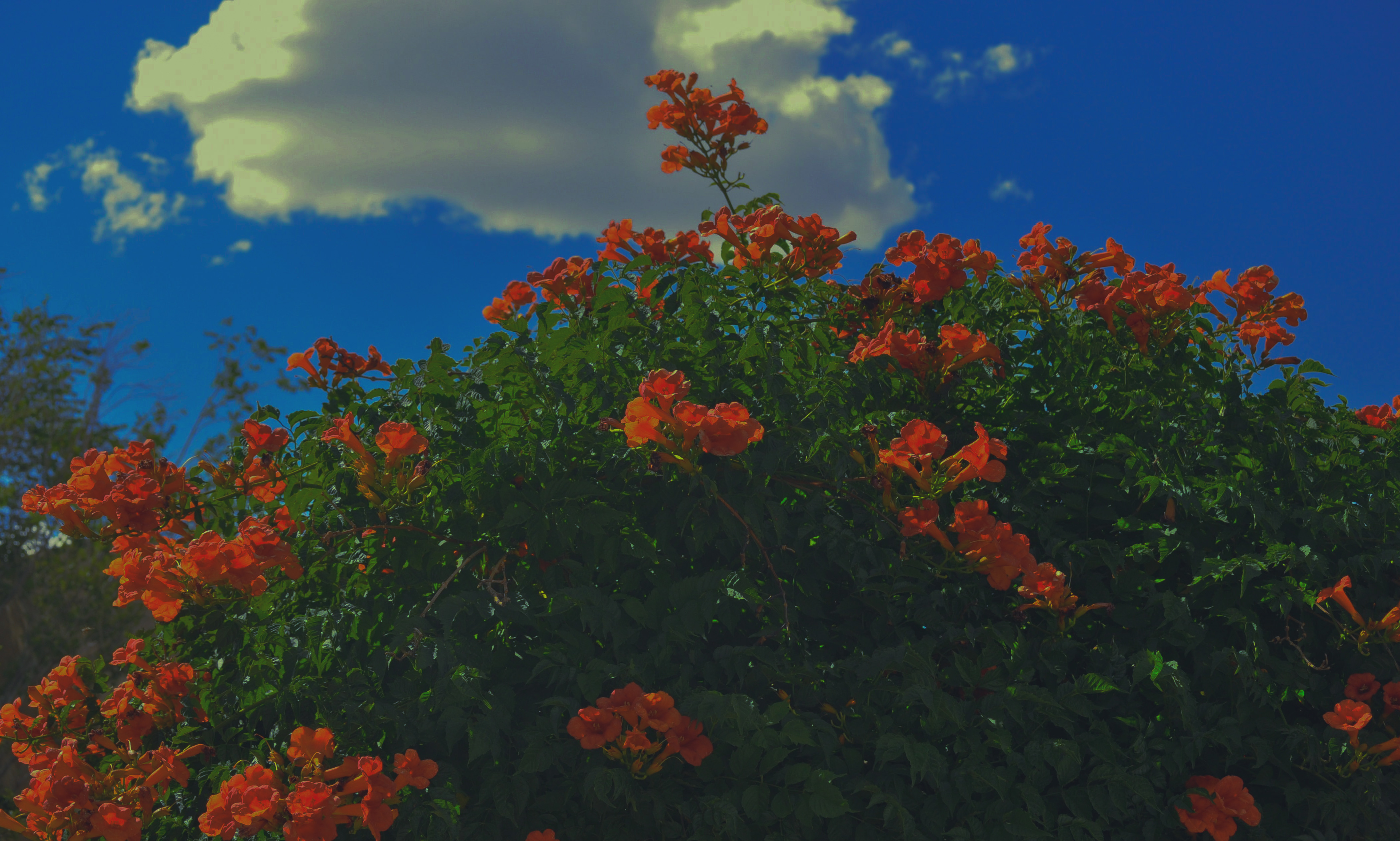 Creator's Playground: Grafolio